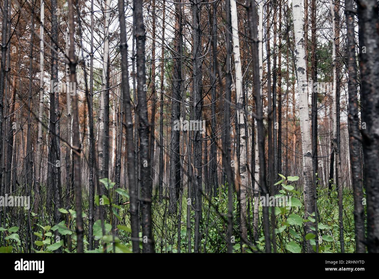 Fire-damaged forest, boreal forests. Burnt boreal forests. Wildfire low ...