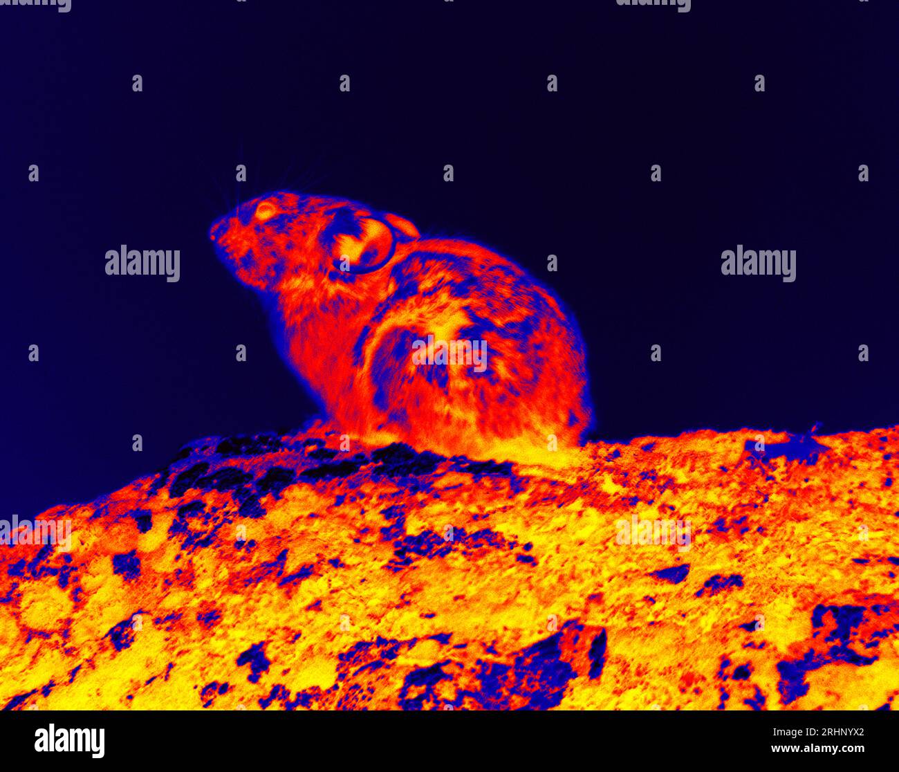 Mouse hare. Illustration of thermal image Stock Photo - Alamy