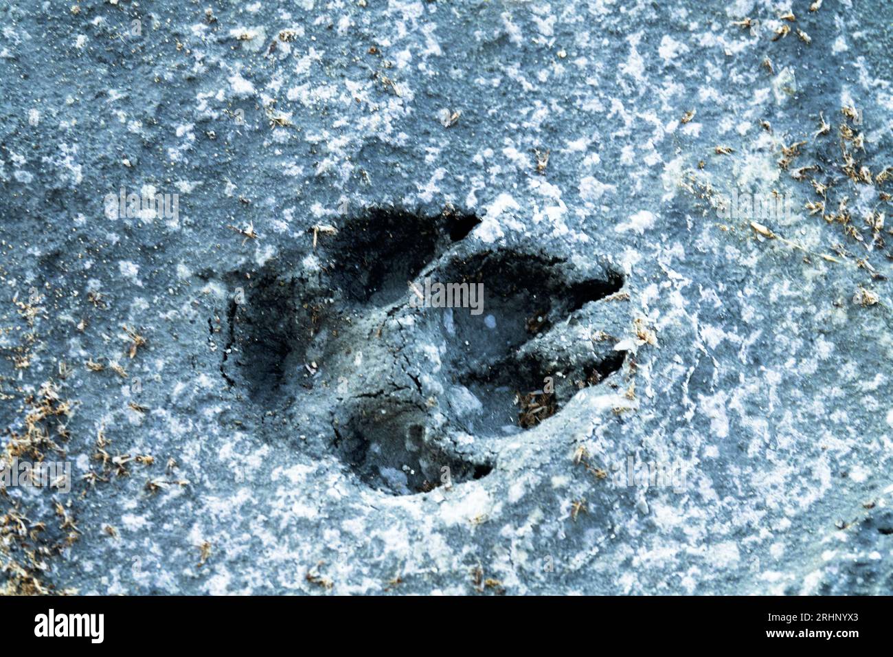 Printed footprint of red fox in wet mud of salt marsh, foiling. The ...
