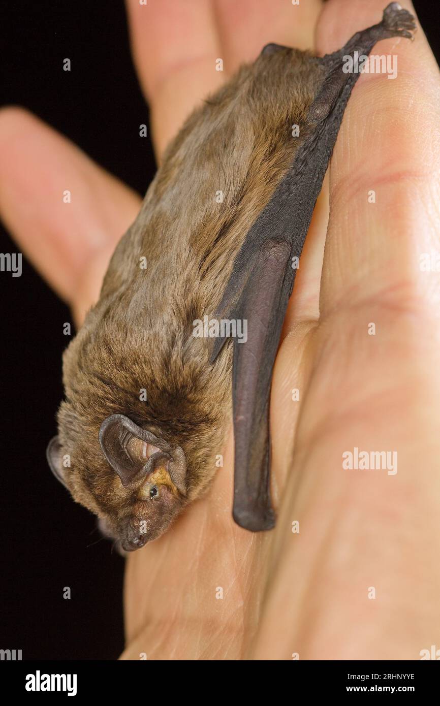 The lesser noctule, Leisler's bat or the Irish bat (Nyctalus leisleri ...