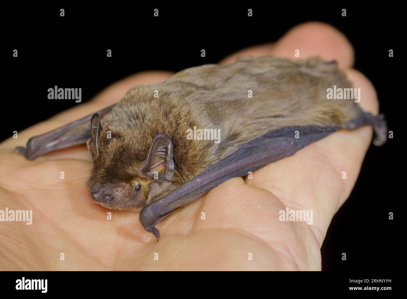 Leisler’s bat hi-res stock photography and images - Alamy