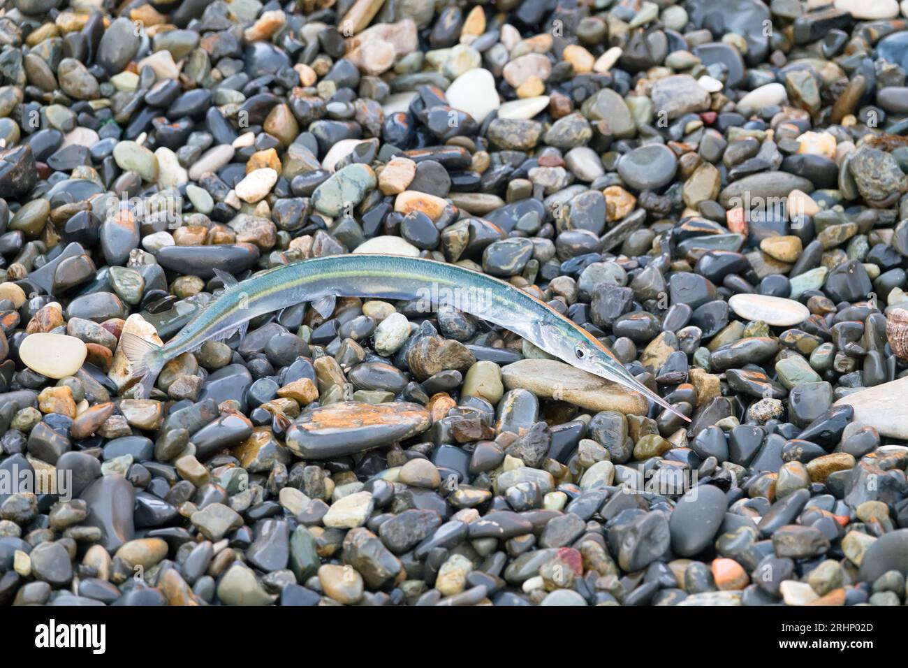 Sargan fish on a pebble beach. Europian Garfish (Belone belone) in ...
