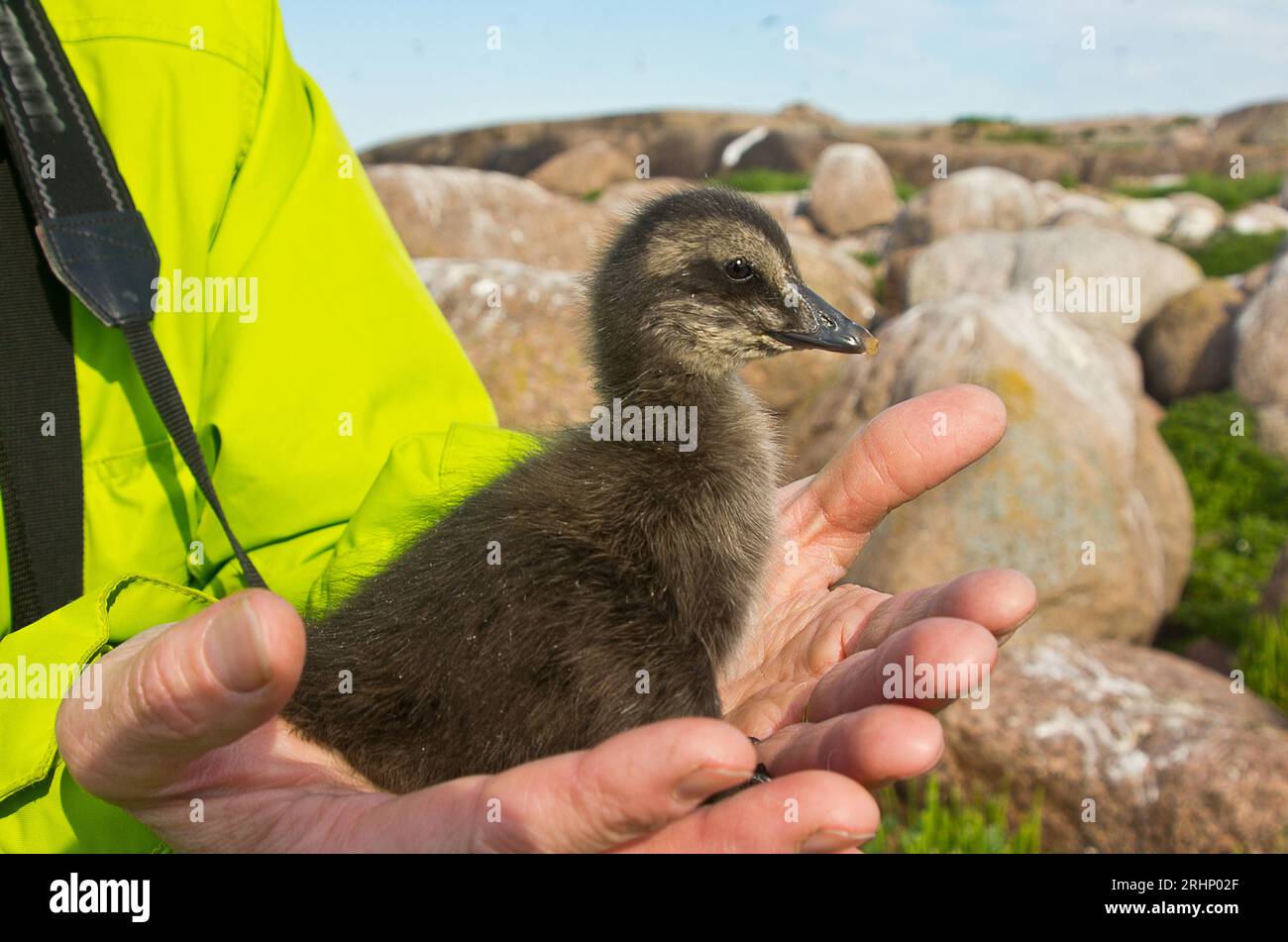 Common Eider chick in the hands of an ornithologist. It will be ringed ...