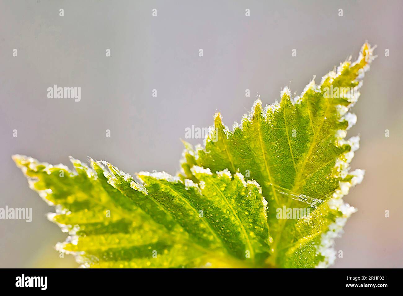 Freezer burn hi-res stock photography and images - Alamy