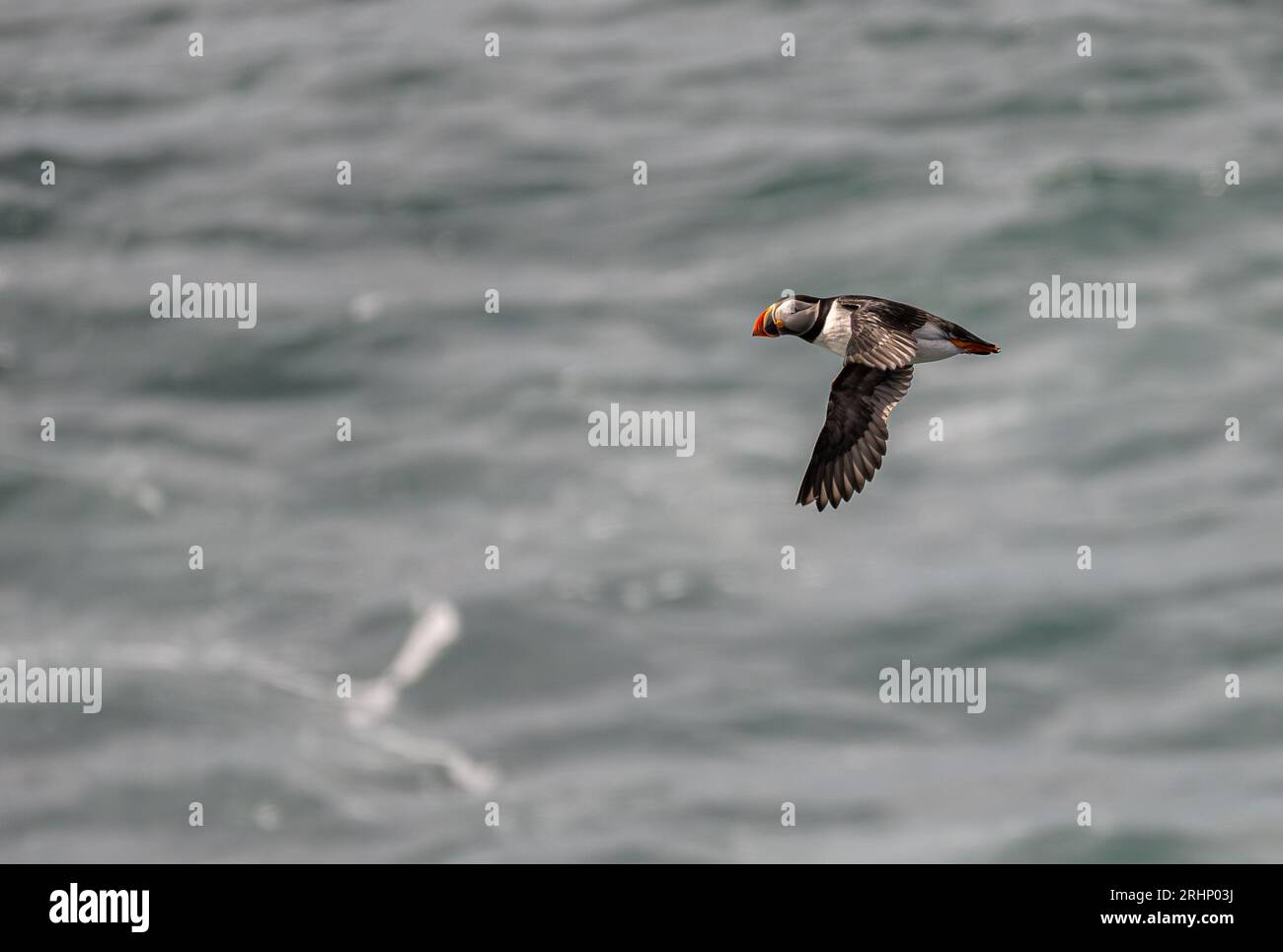 Puffins hunting for fish on west coast of, Heimaey Island ...