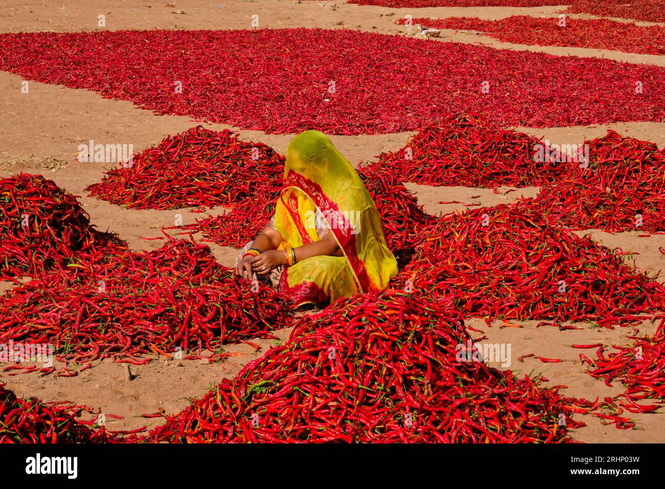 India, Rajasthan, chilli drying and sorting by women Stock Photo - Alamy