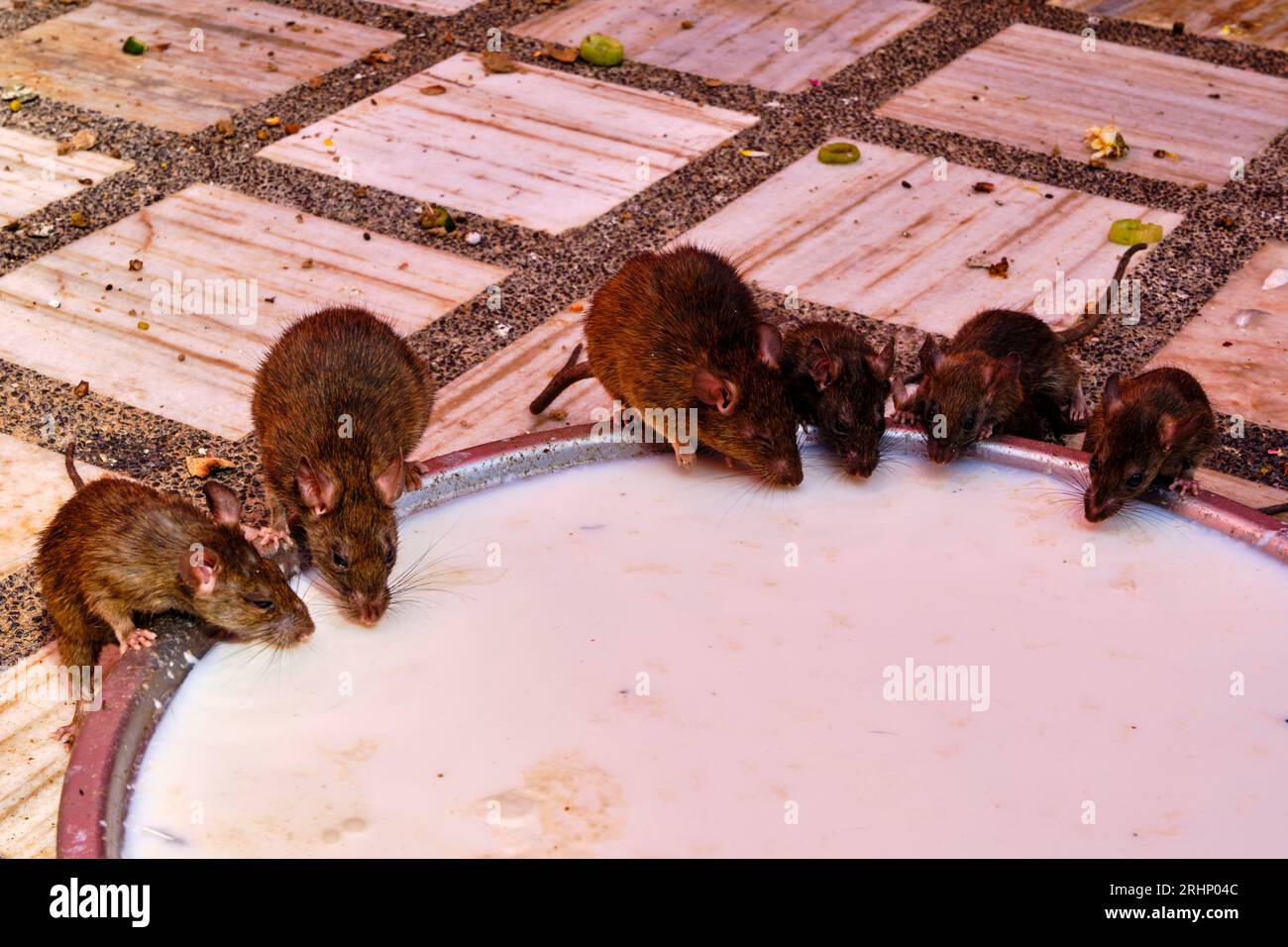 India, Rajasthan, Bikaner region, Deshnoke, Karni Mata Temple also ...