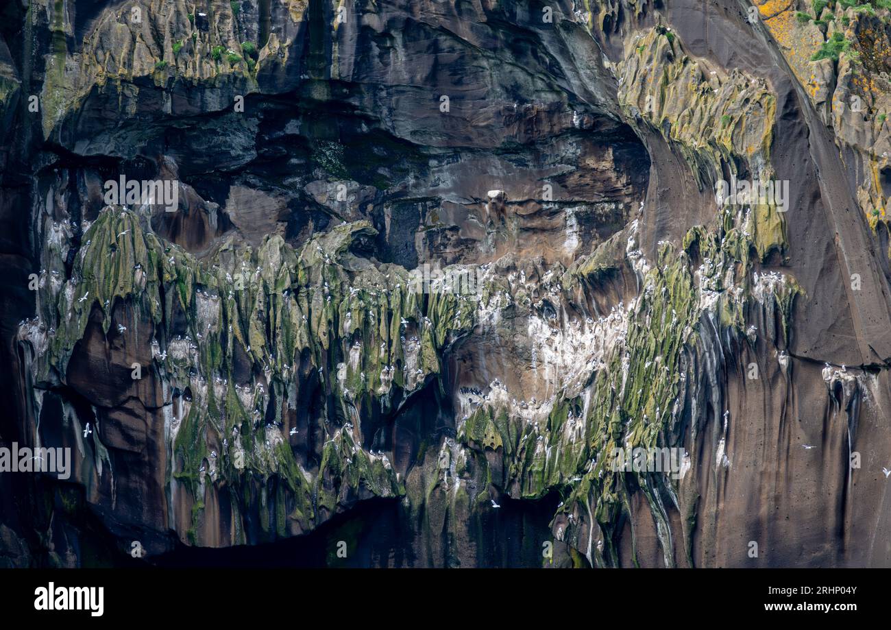 Seabirds Nesting on cliffs on North East coast of, Heimaey Island ...