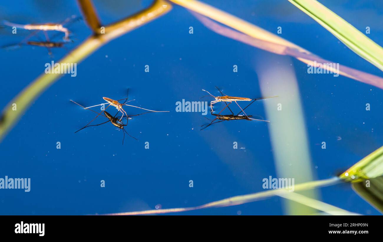 Predatory mite hi-res stock photography and images - Alamy