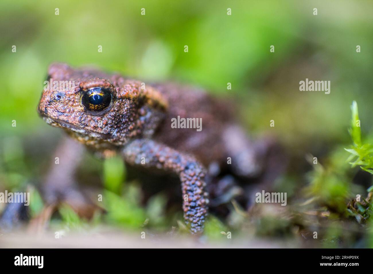 The muzzle of the European common toad (Bufo bufo) sticks out of the grass. Natural portrait ...