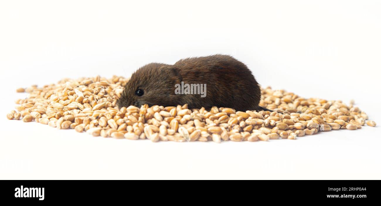 Voles are notorious pests of agriculture and households. Rodents damage ...