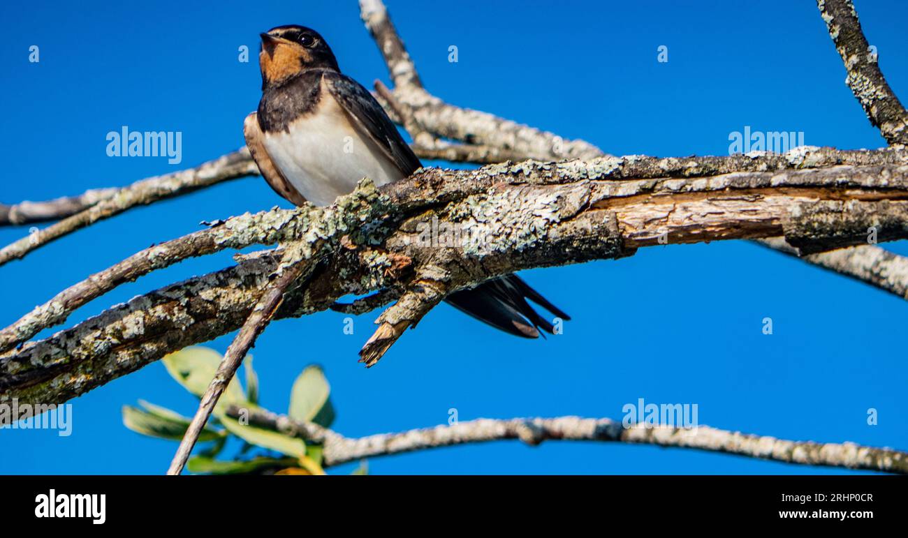 A brood of common swallow (Hirundo rustica) has left the nest and lives ...