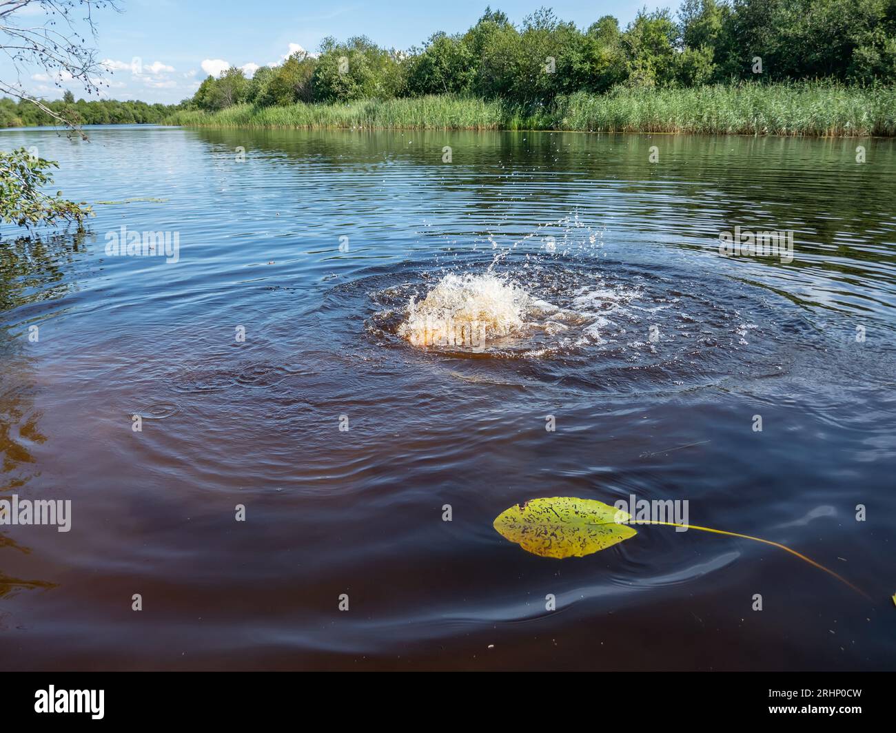 Beaver burrowing hi-res stock photography and images - Alamy