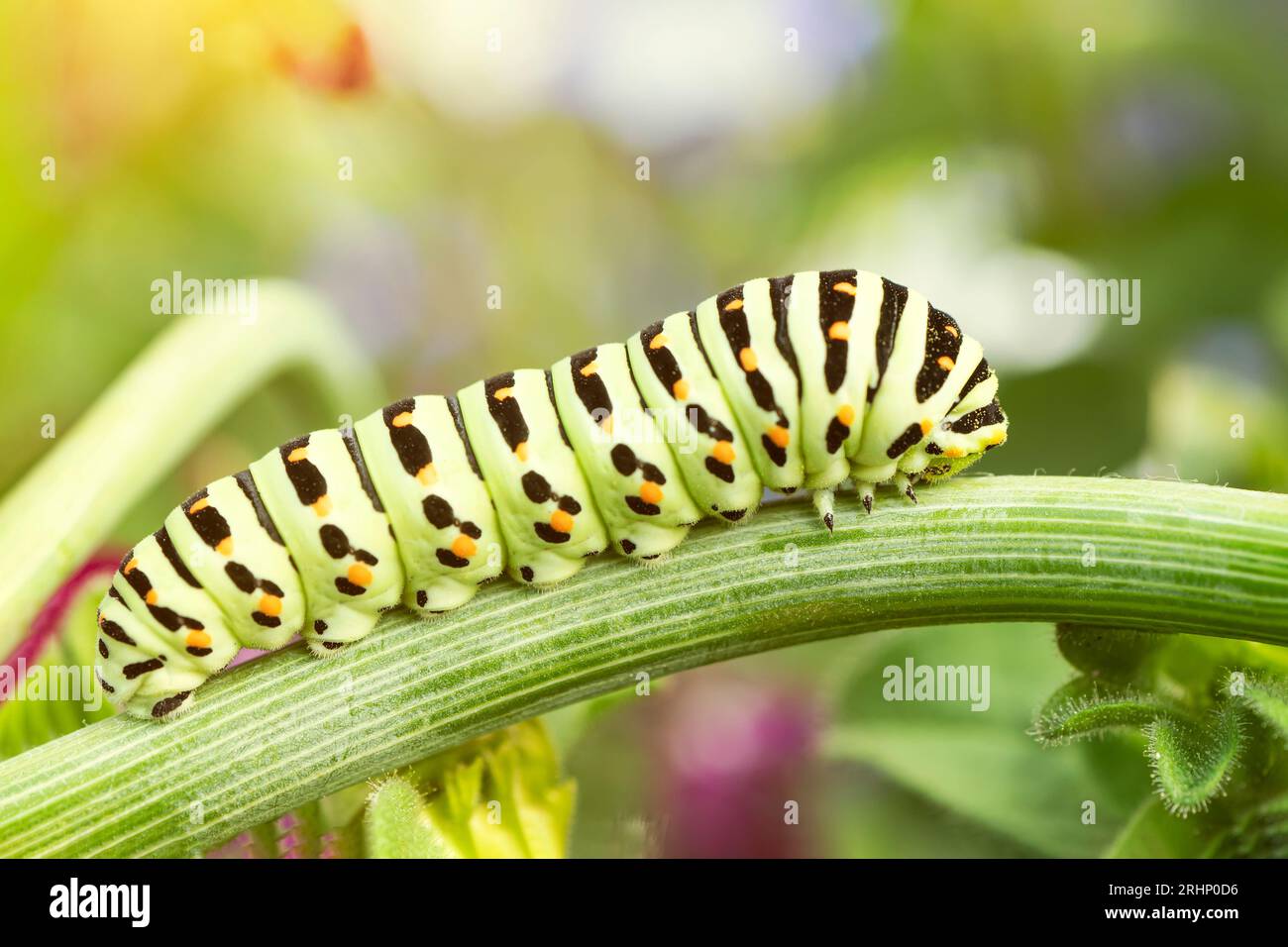 Macro of Caterpillar of Papilio Machaon swallowtail caterpillar feeding ...