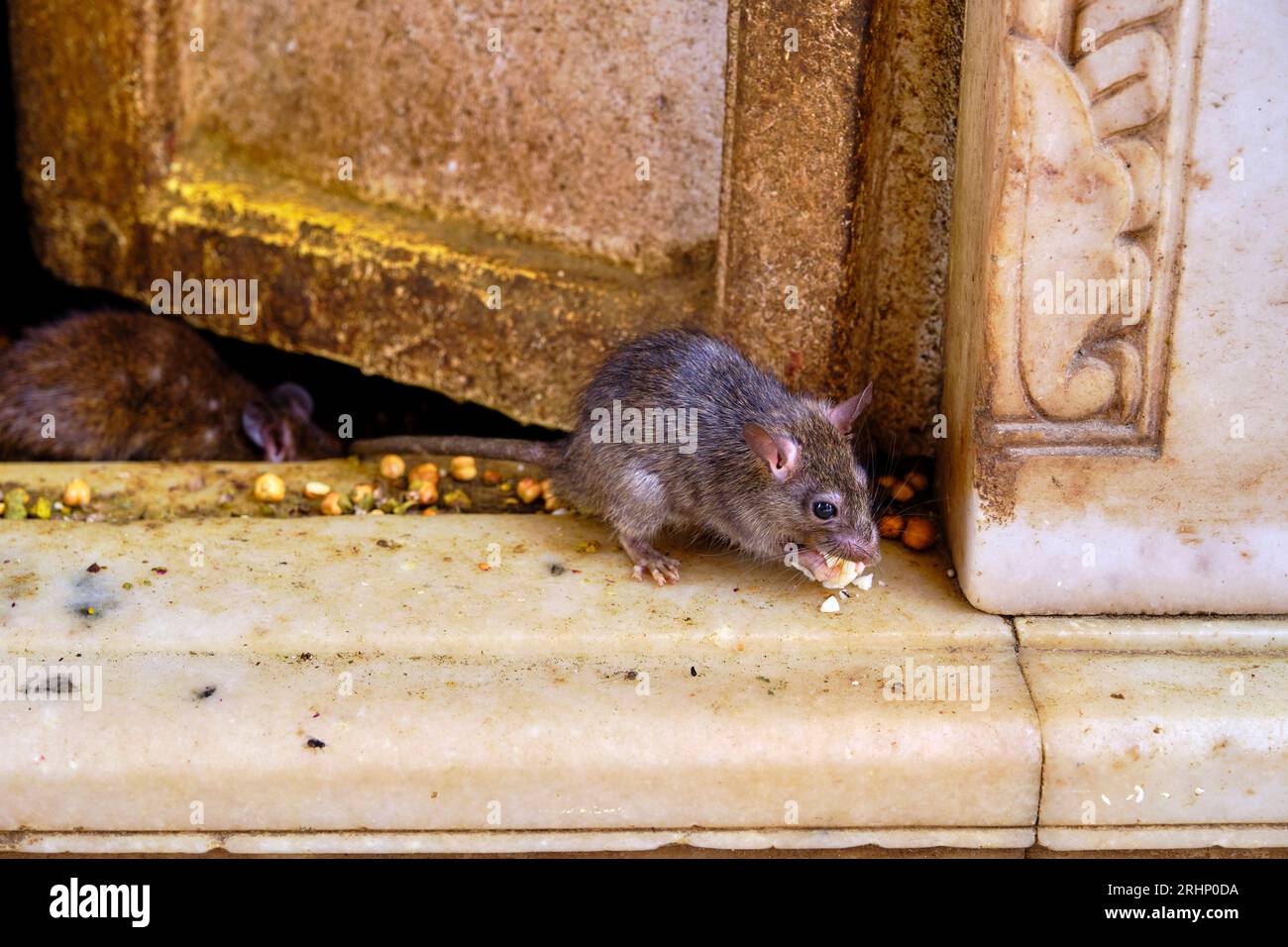 India, Rajasthan, Bikaner region, Deshnoke, Karni Mata Temple also ...