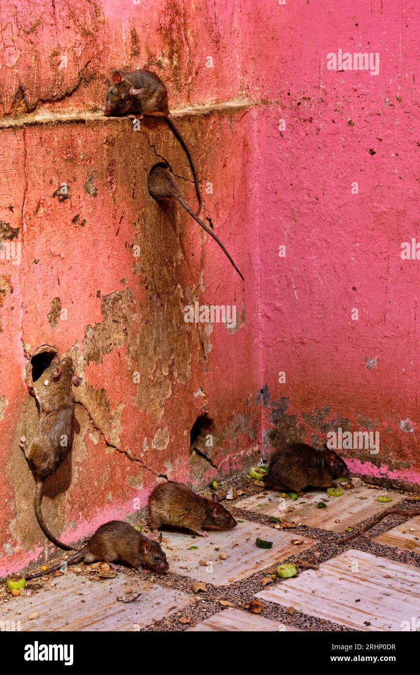 India, Rajasthan, Bikaner region, Deshnoke, Karni Mata Temple also known as the temple of rats ...