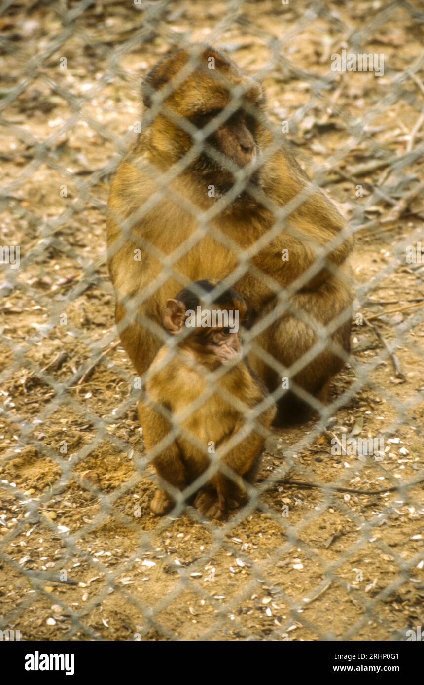 1970s archive photograph of captive Barbary ape or Barbary macaque ...