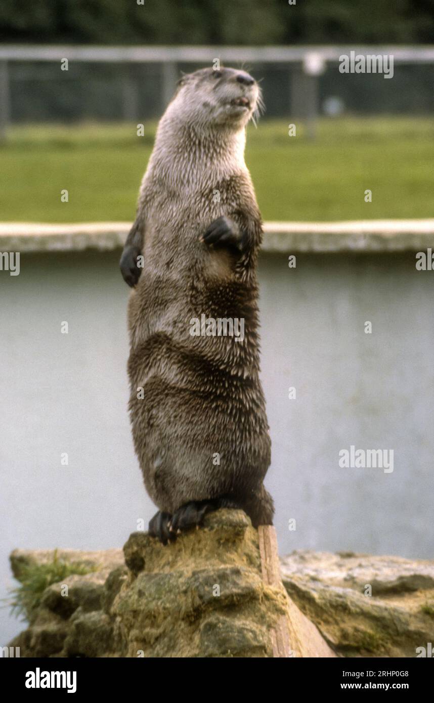 1970s archive photograph of captive European otter, Lutra lutra, at the ...