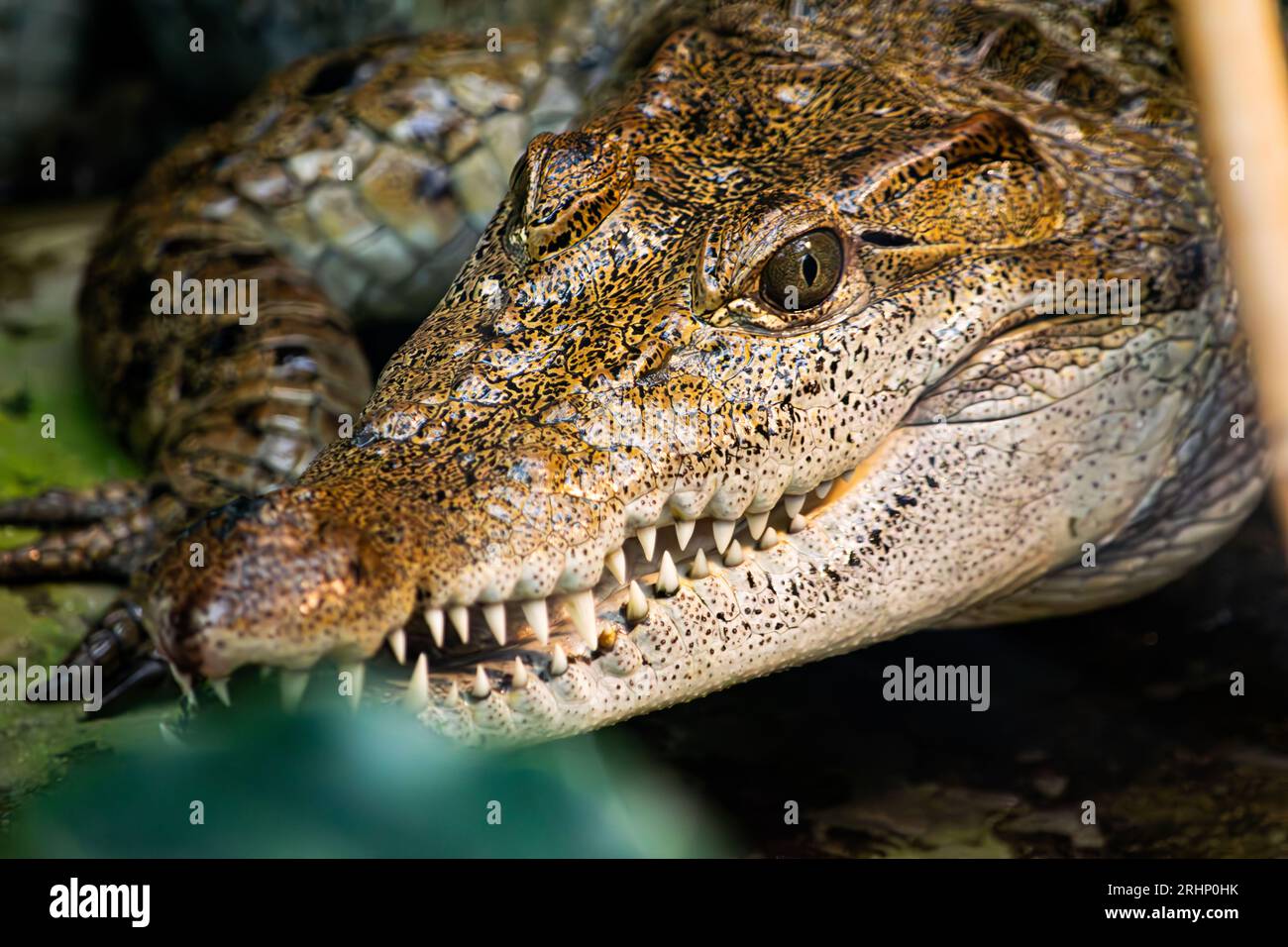 Closeup crocodile face hi-res stock photography and images - Alamy
