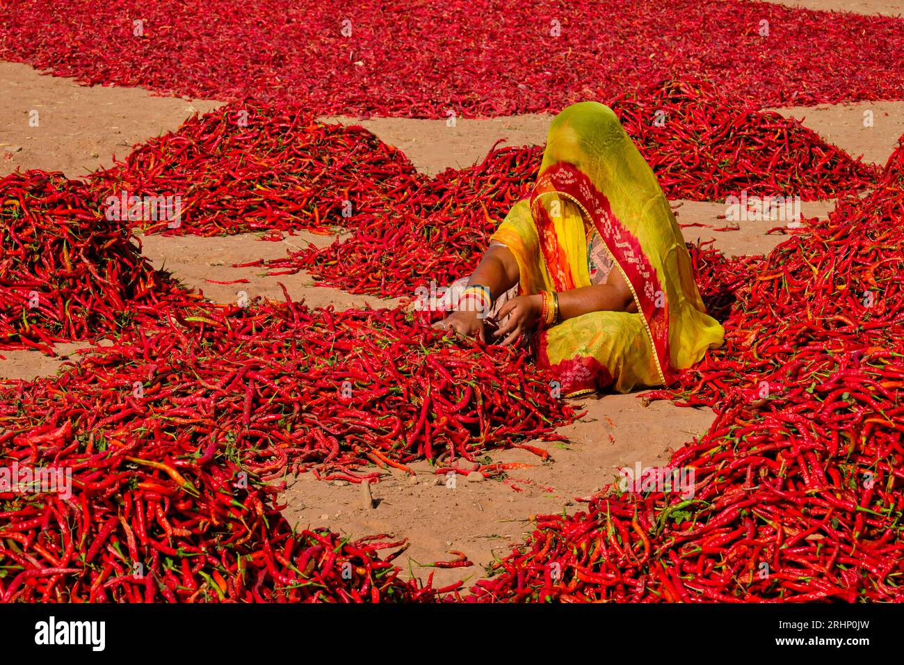 India, Rajasthan, chilli drying and sorting by women Stock Photo - Alamy