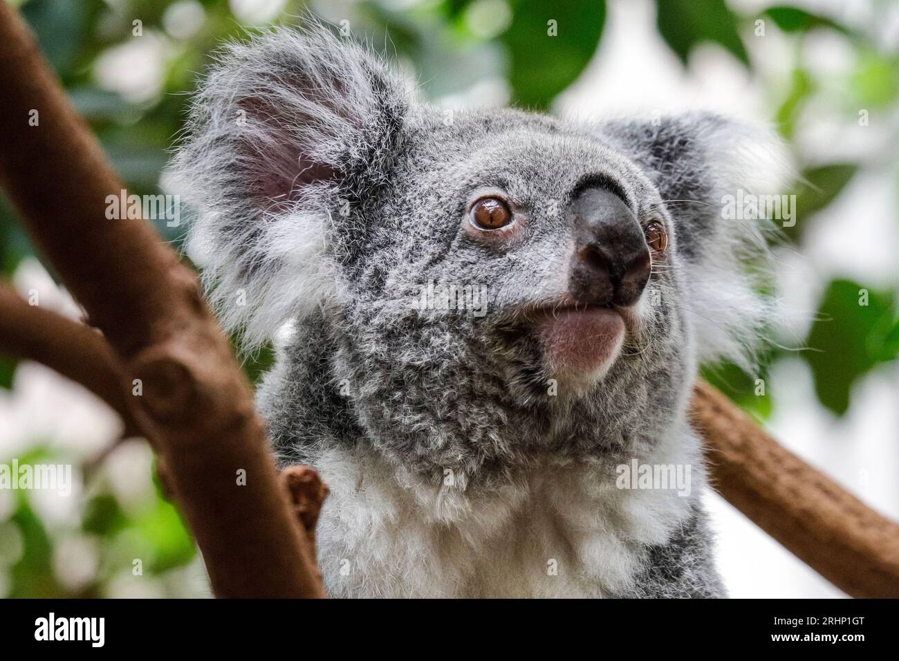 Koala, Phascolarctos cinereus, Australia native animal in captivity ...