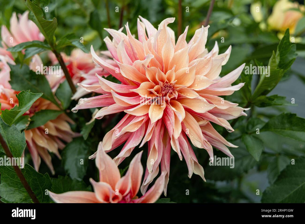 Coral Apricot Pink Rose Peach Dinnerplate AA Dahlia Blooming Macro ...