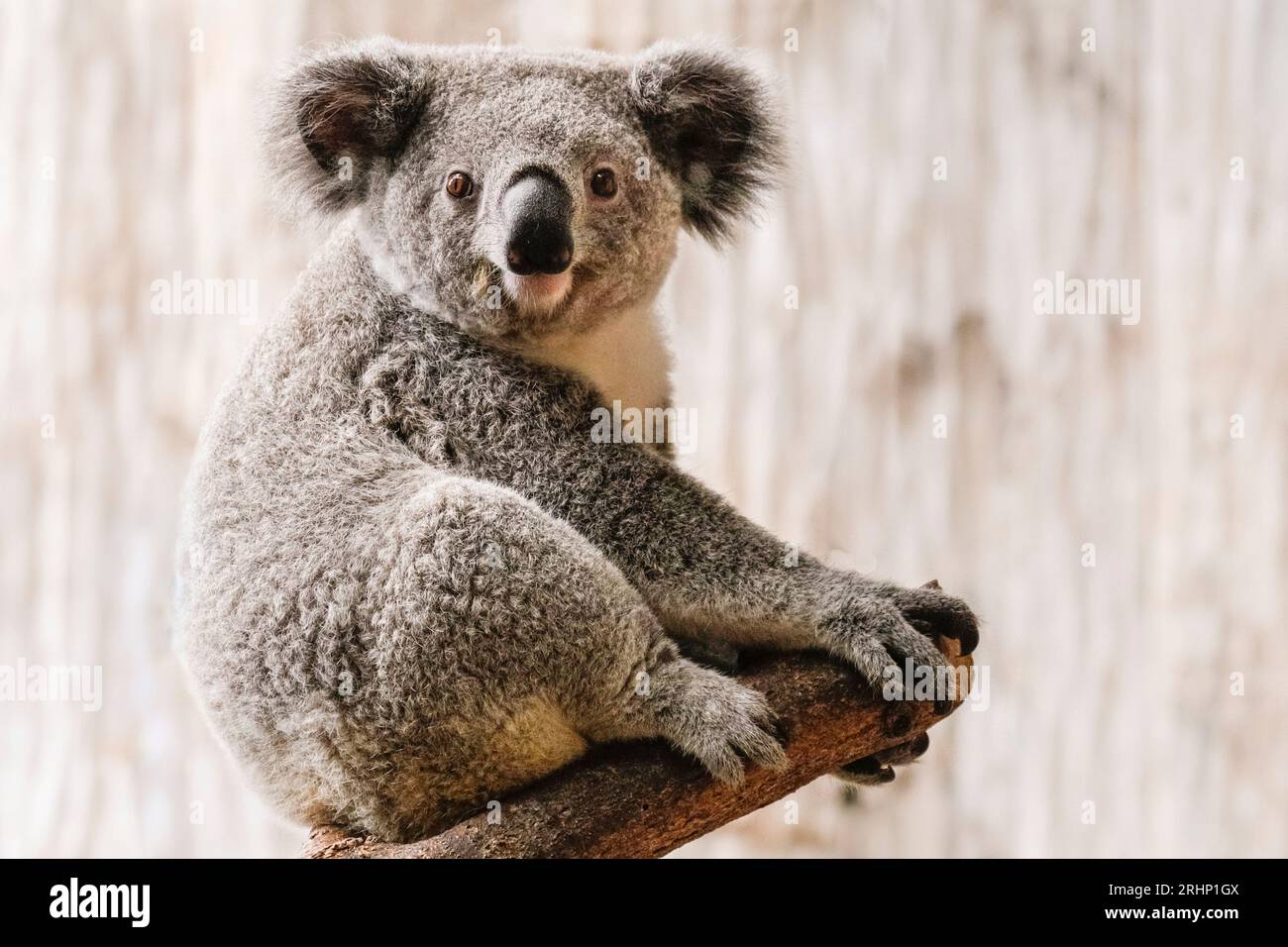 Koala, Phascolarctos cinereus, Australia native animal in captivity ...