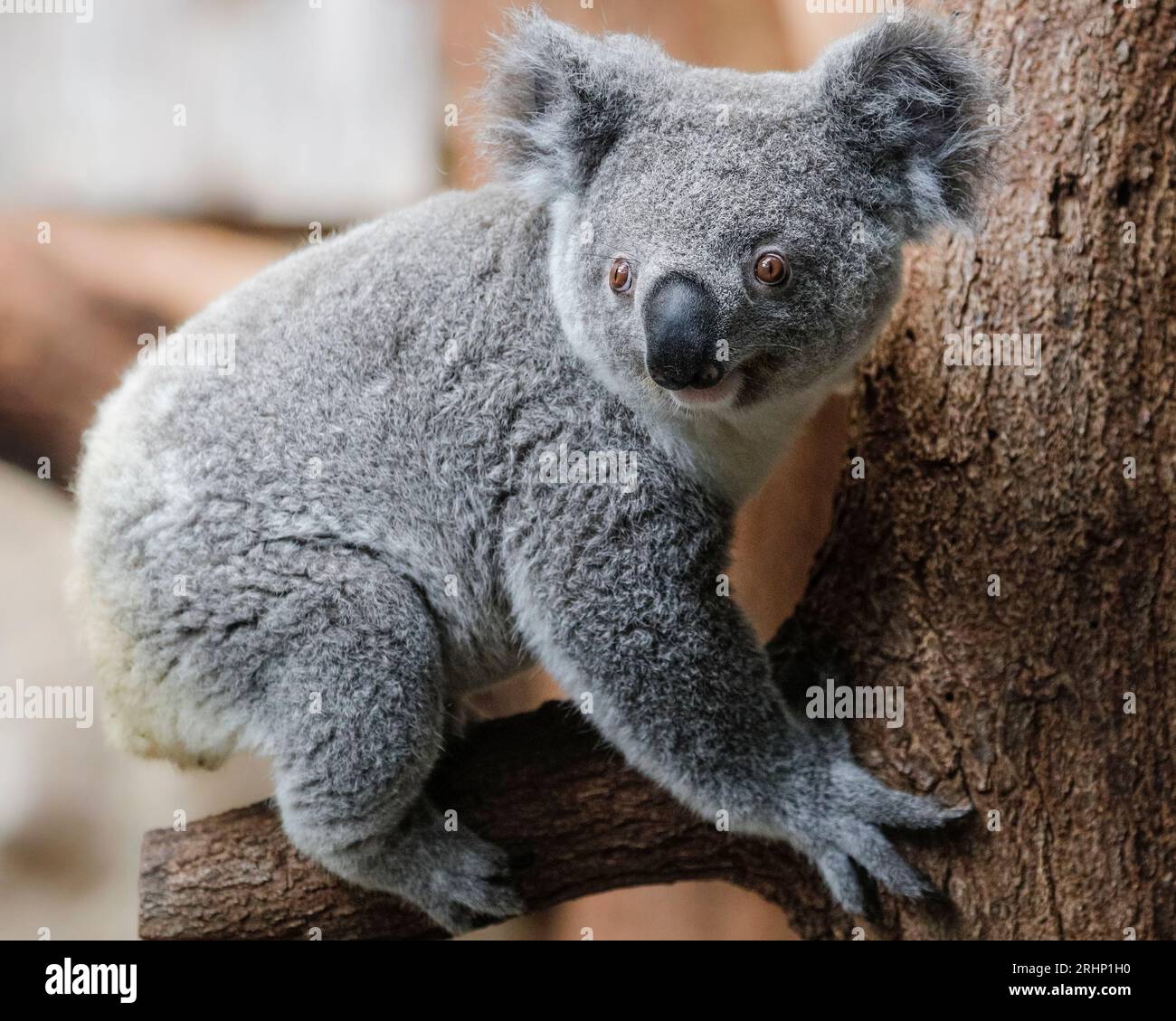 Vulnerable animals in captivity hi-res stock photography and images - Alamy