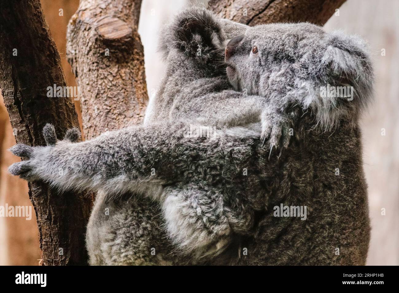 Koala, Phascolarctos cinereus, female with juvenile, Australia native ...