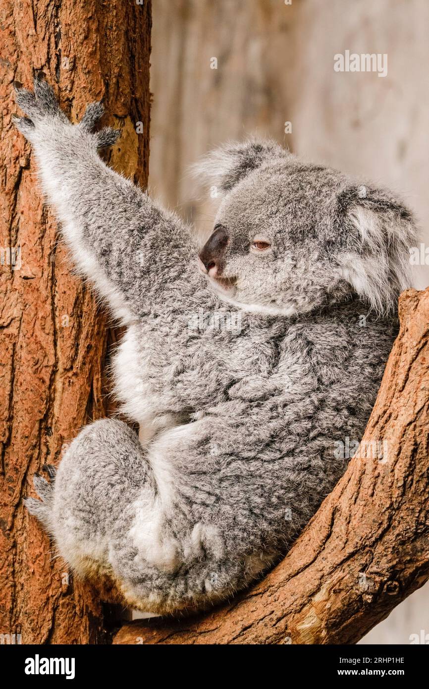 Koala, Phascolarctos cinereus, Australia native animal in captivity ...