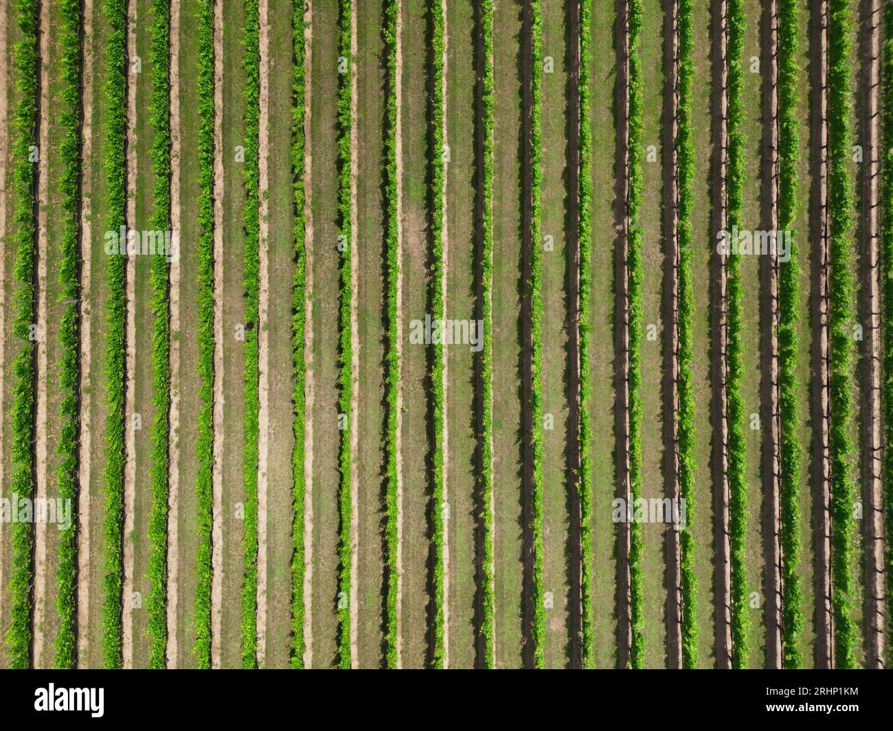 Vineyard farm hi-res stock photography and images - Alamy