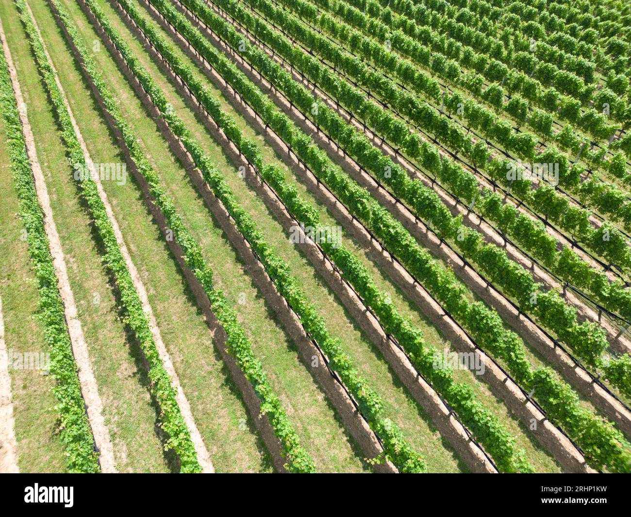 Long grapes hi-res stock photography and images - Alamy