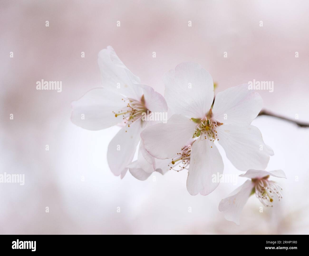 Yoshino cherry tree (Prunus × yedoensis) - Hall County, Georgia. The ...
