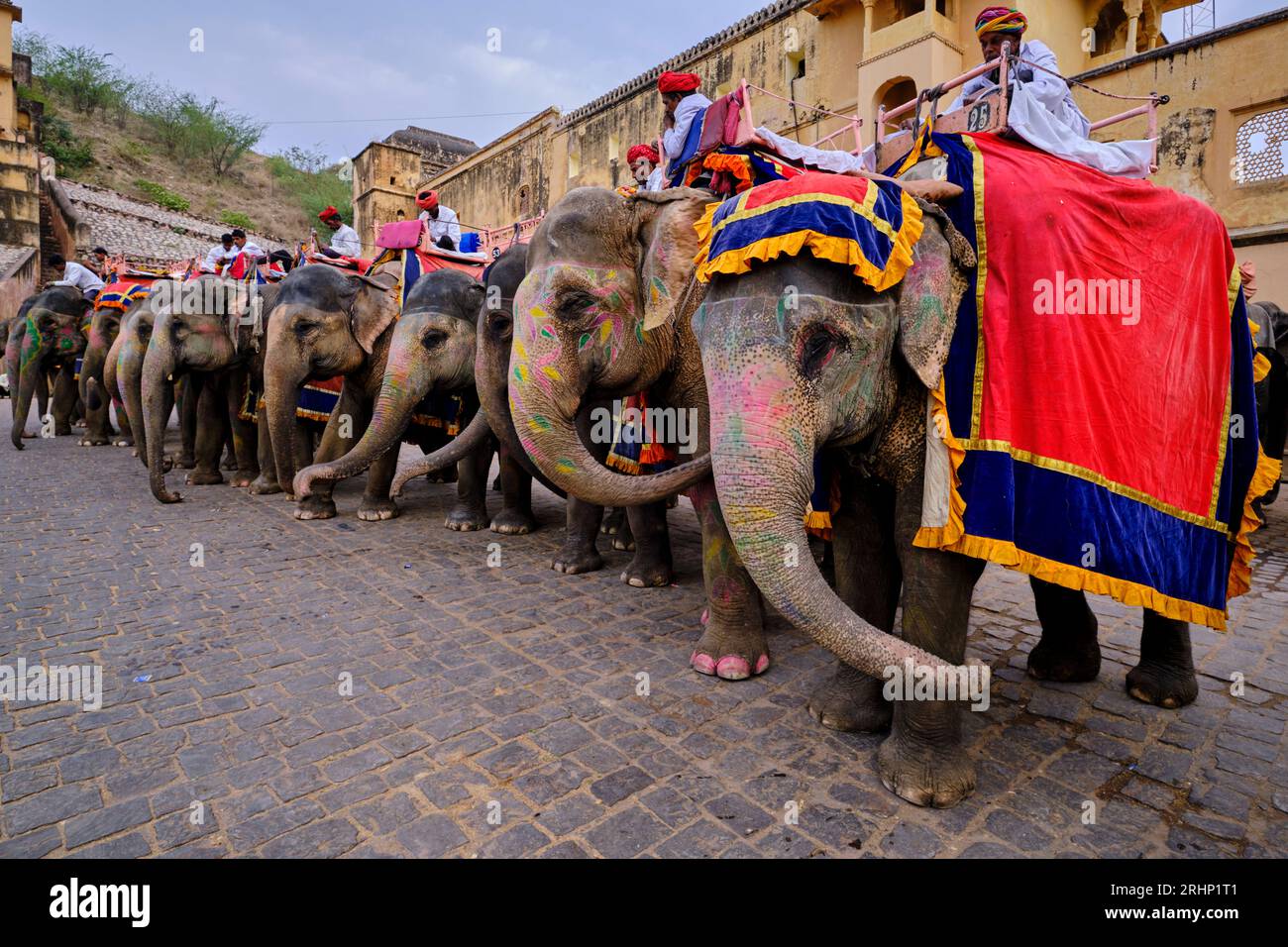 India, Rajasthan, Jaipur the Pink City, Amber Fort, elephants for ...