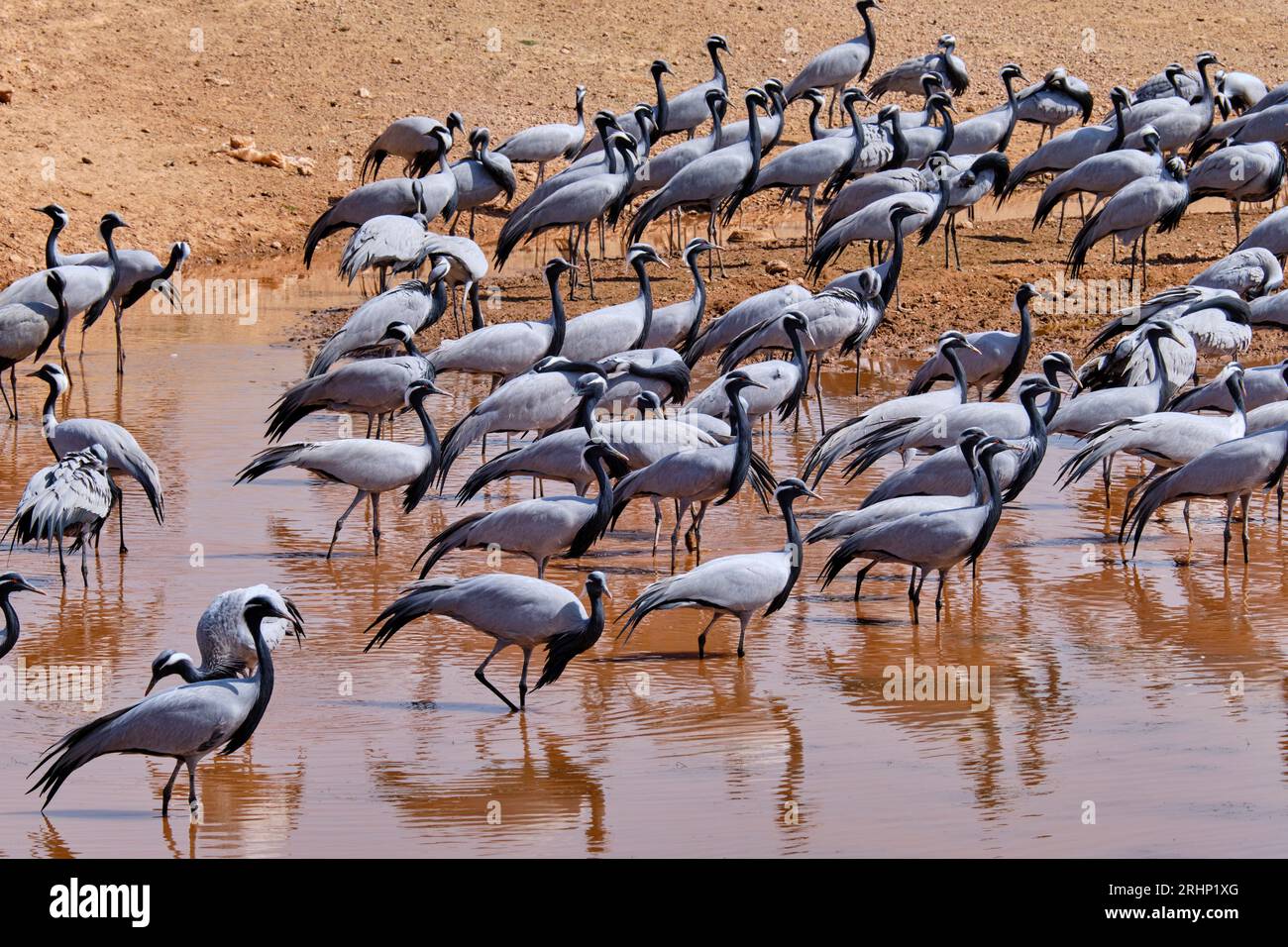 India, state of the Rajasthan, district of Phalodi, Khichan, the ...
