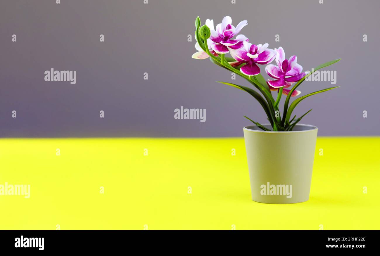 Pink orchid in flower pot on colored yellow grey background. Orchid ...