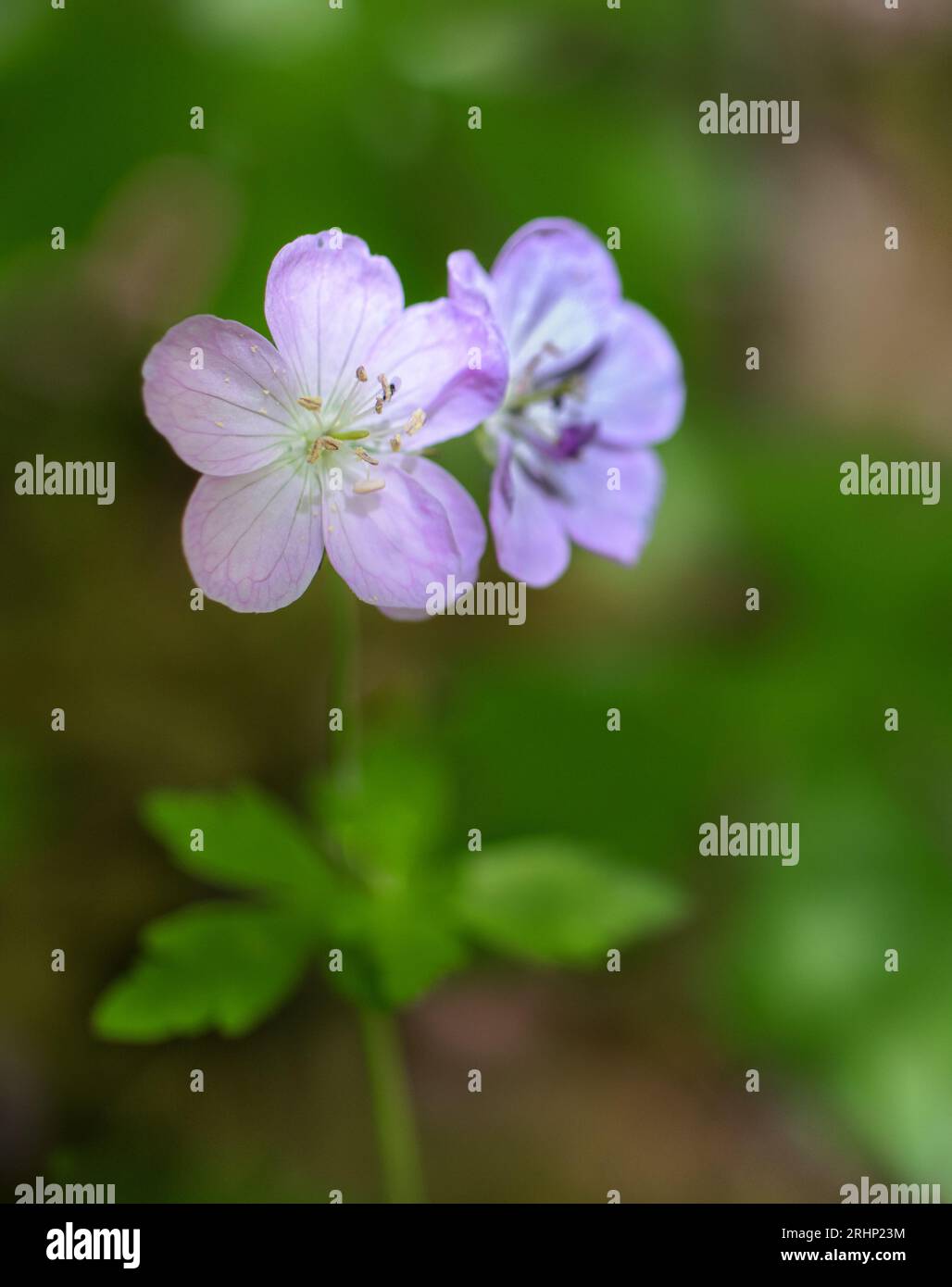 Wild geranium (Gernamium maculatum) - Hall County, Georgia. Mid-day ...