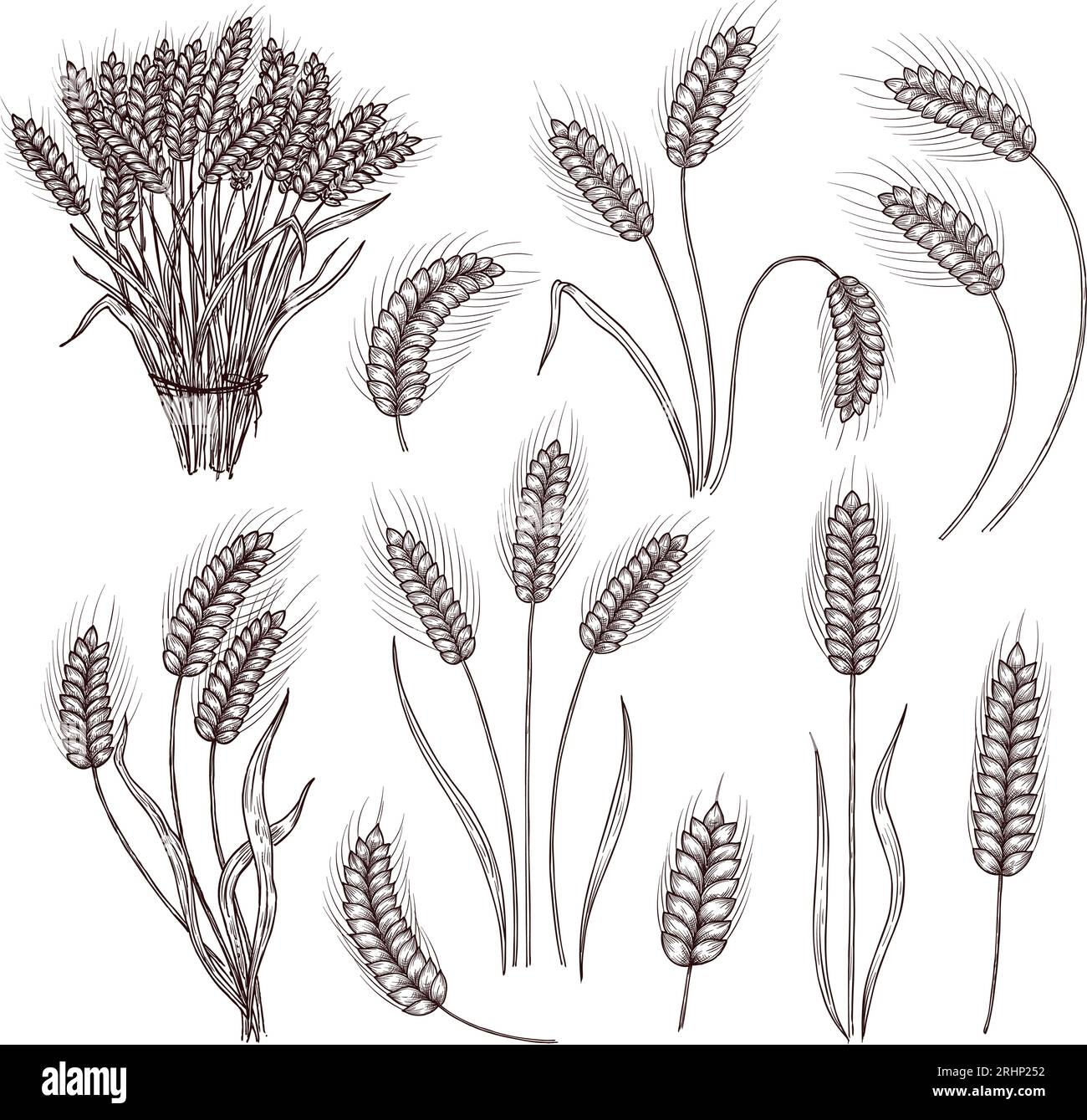 Sketch wheat. Vintage hand drawn harvest wheat stalks, detailed ears of ...