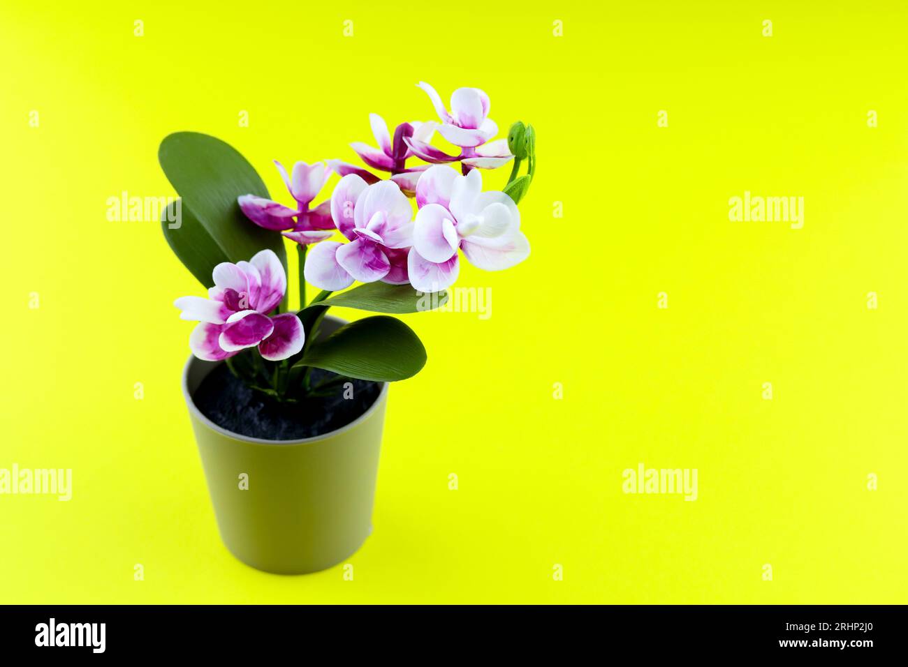 Pink orchid in flower pot on colored yellow background. Orchid flower ...