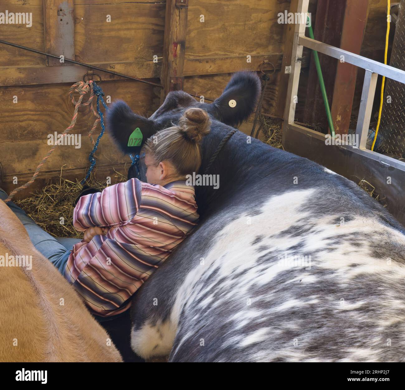 Girl resting with cow hi-res stock photography and images - Alamy