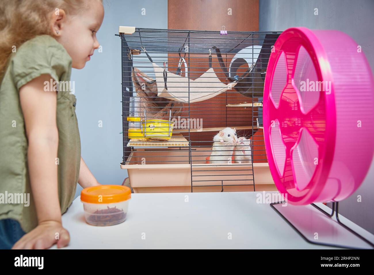 The rats come out of the cage. The child is watching them. Focus on the ...