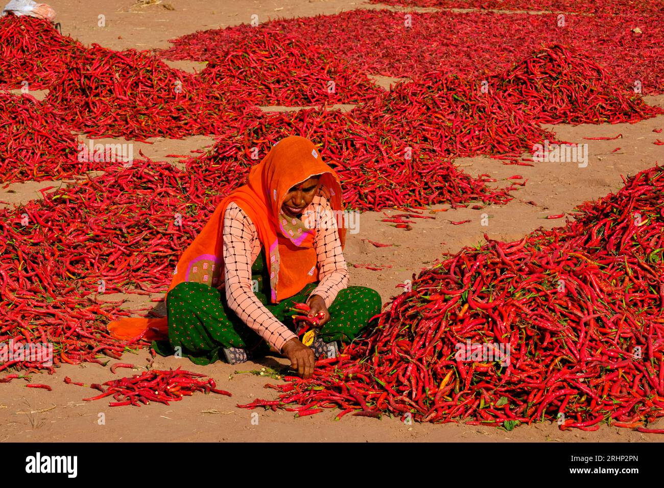 India, Rajasthan, chilli drying and sorting by women Stock Photo - Alamy