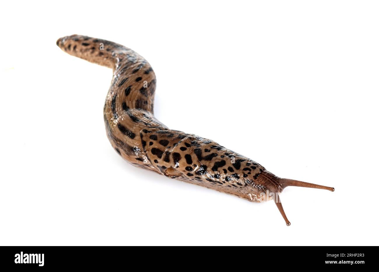 Limax maximus in front of white background Stock Photo - Alamy
