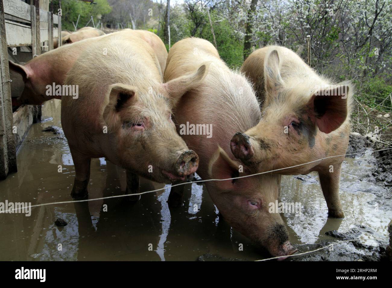 Outdoor pig farming in Haut-Languedoc. Riols. Occitanie, France Stock ...