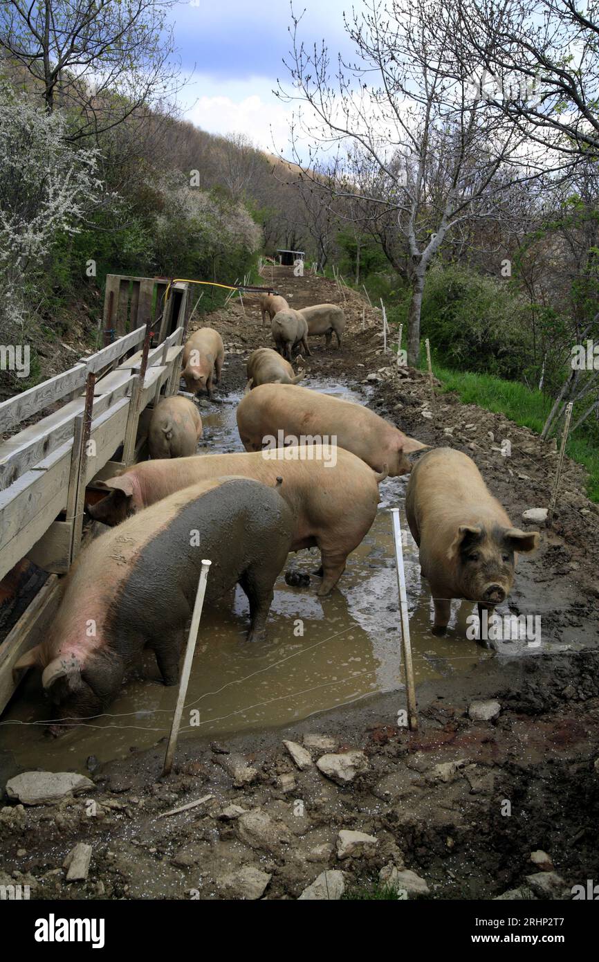 Outdoor pig farming hi-res stock photography and images - Alamy