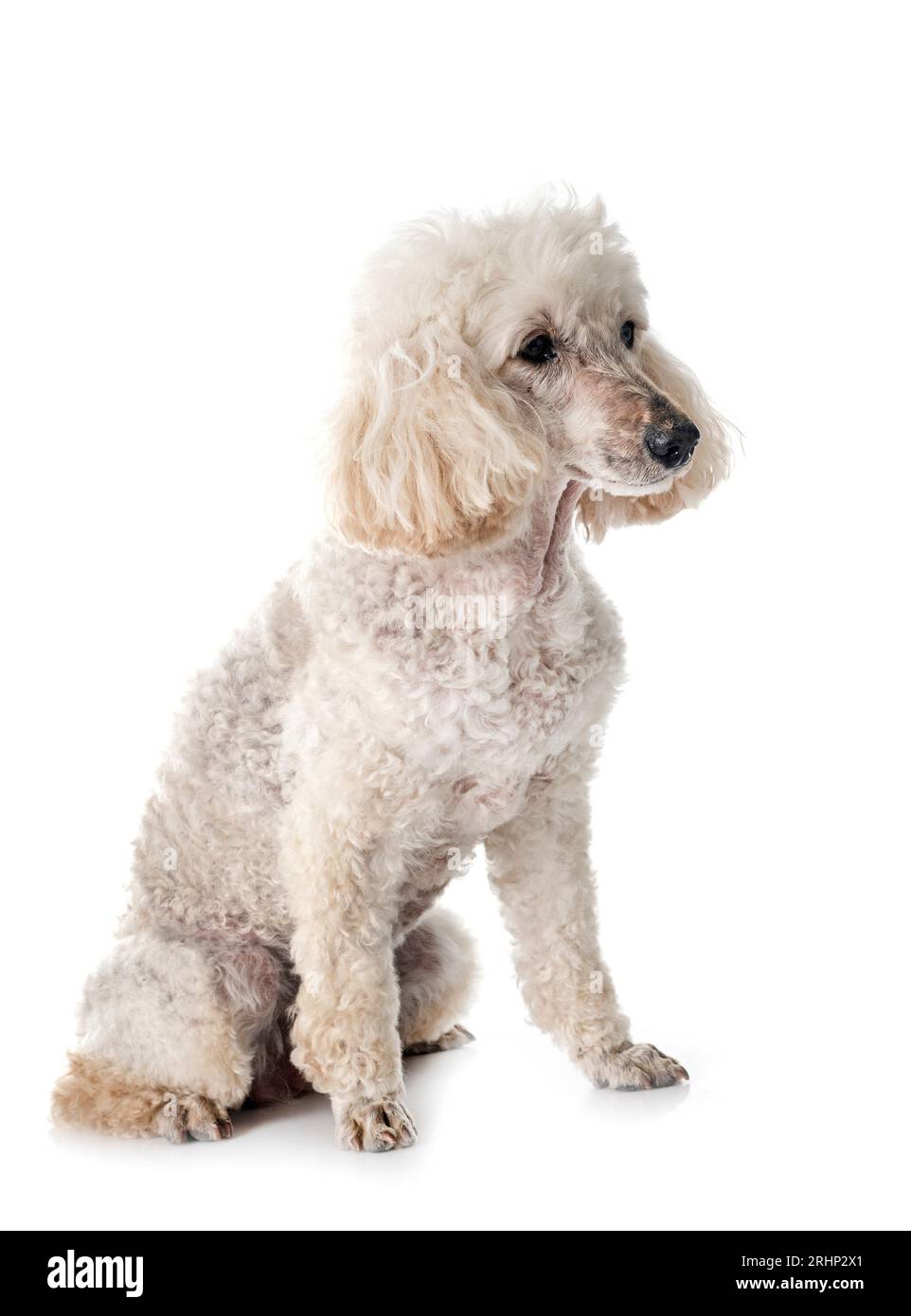 white poodle in front of white background Stock Photo - Alamy
