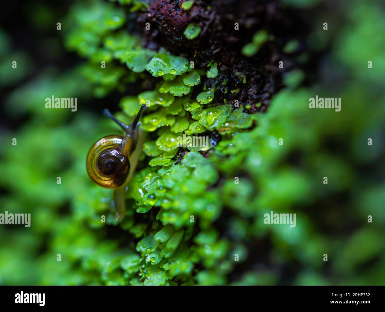 Snail macro shot can be used as scientific magazine cover or can be ...