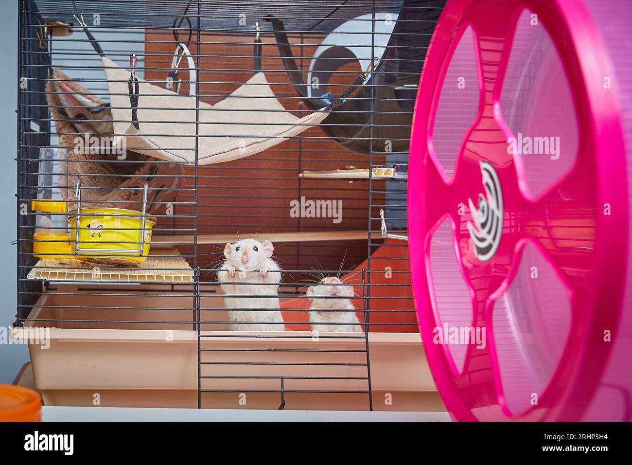 Funny curious white rats looking out of a cage Stock Photo - Alamy