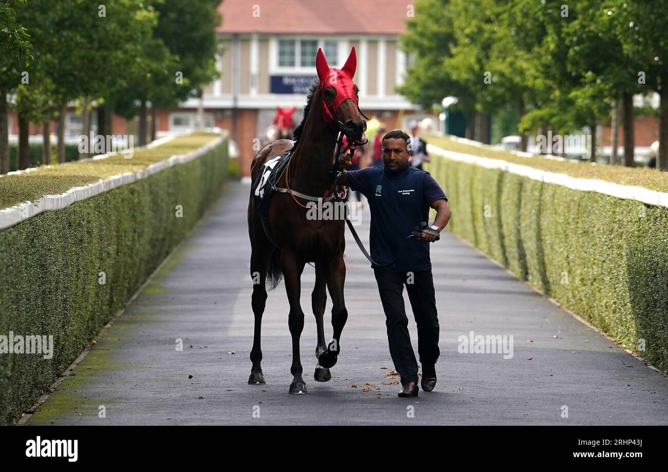 Highclere horse hi-res stock photography and images - Alamy