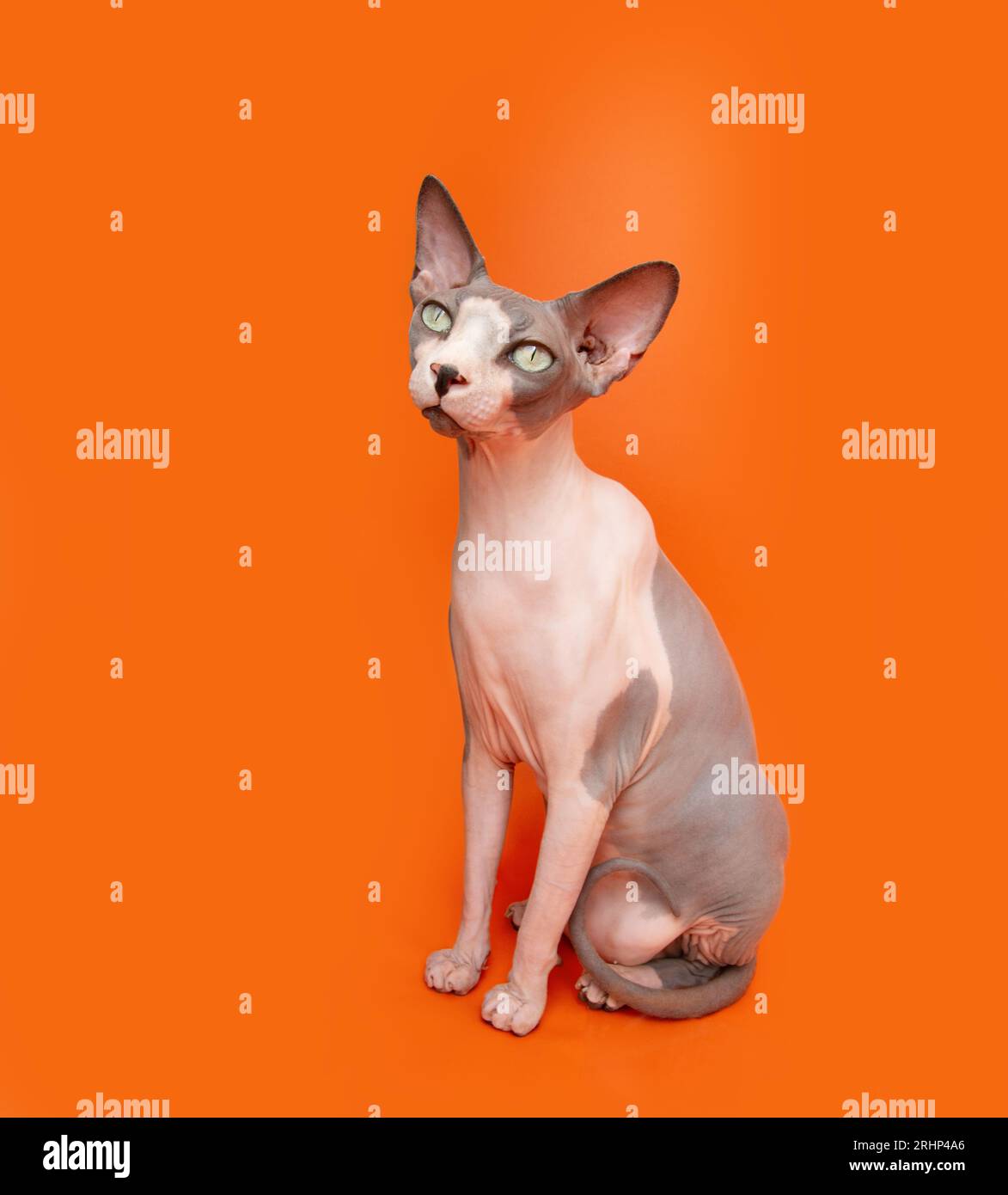 Portrait sphynx cat sitting and looking at camera. Isolated on orange ...
